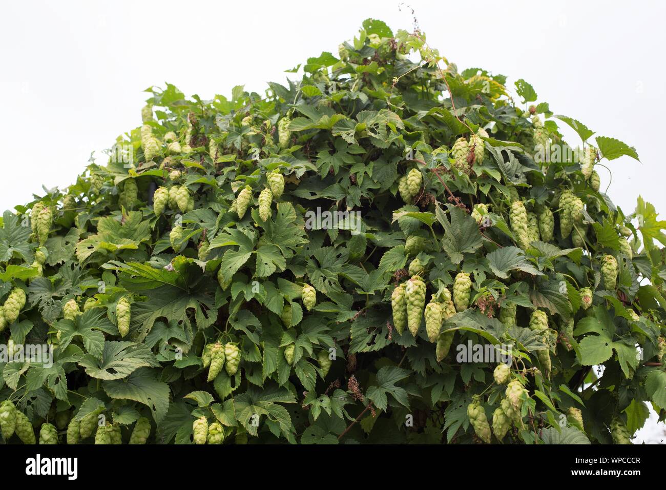 Humulus lupulus - common hops plant Stock Photo - Alamy