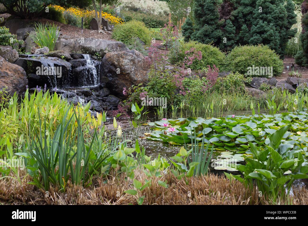 A waterfall and pond garden, at the Oregon Garden in Silverton, OR, USA ...