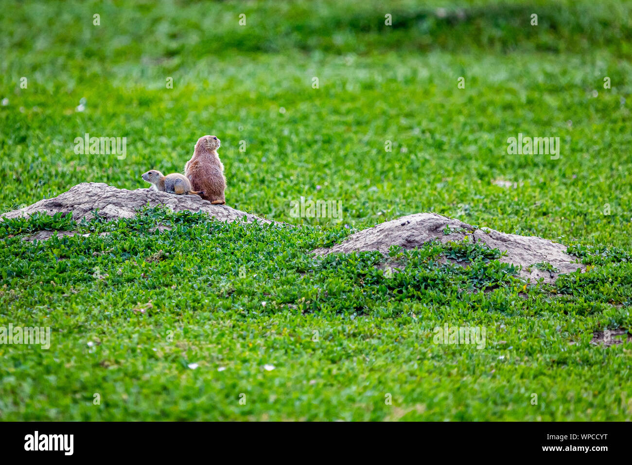 Prairie dogs stay alert for predators at their burrows along the Scenic ...