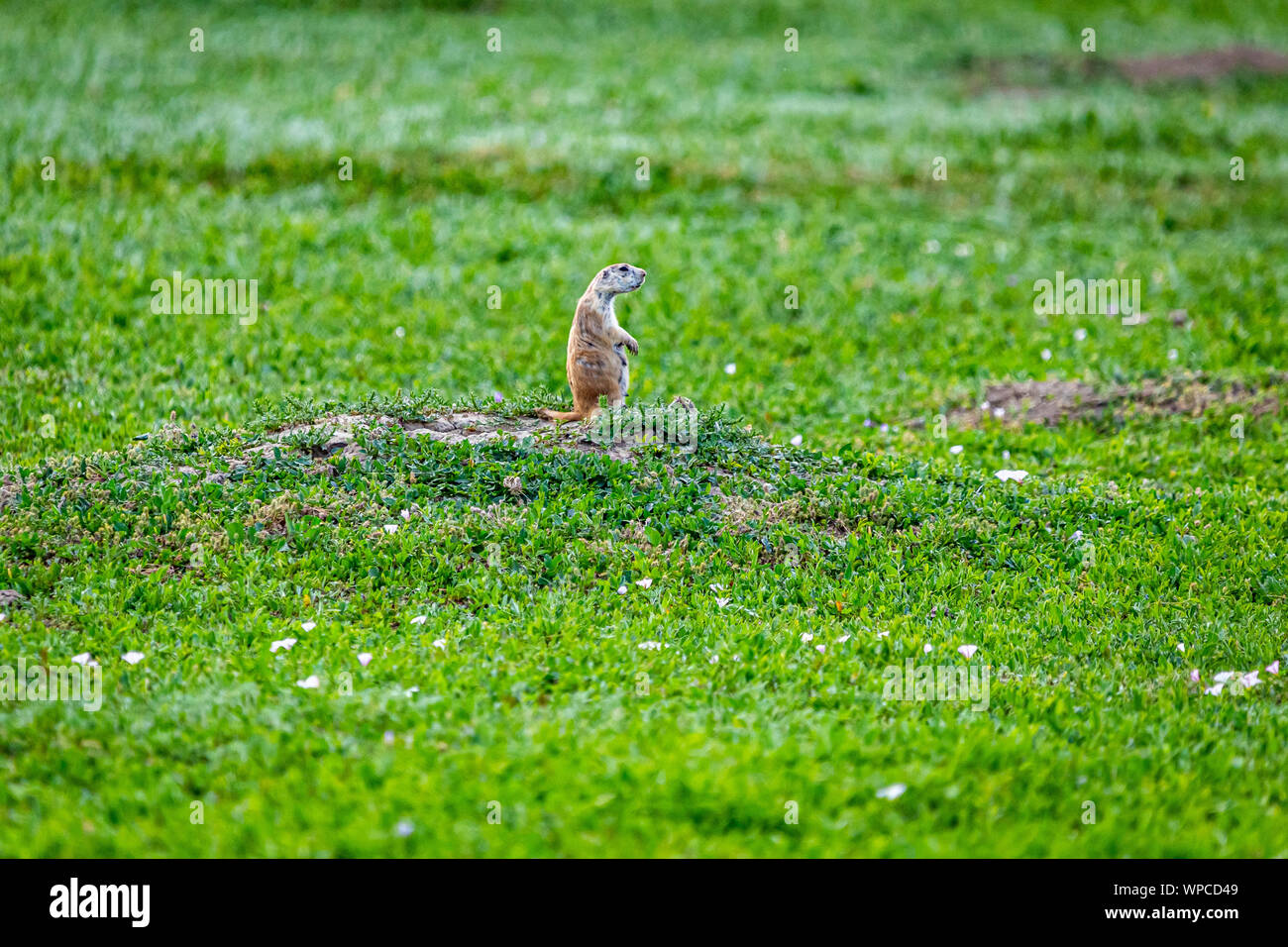 Prairie dogs stay alert for predators at their burrows along the Scenic ...