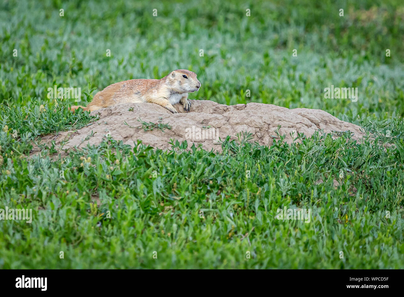 Prairie dogs stay alert for predators at their burrows along the Scenic ...