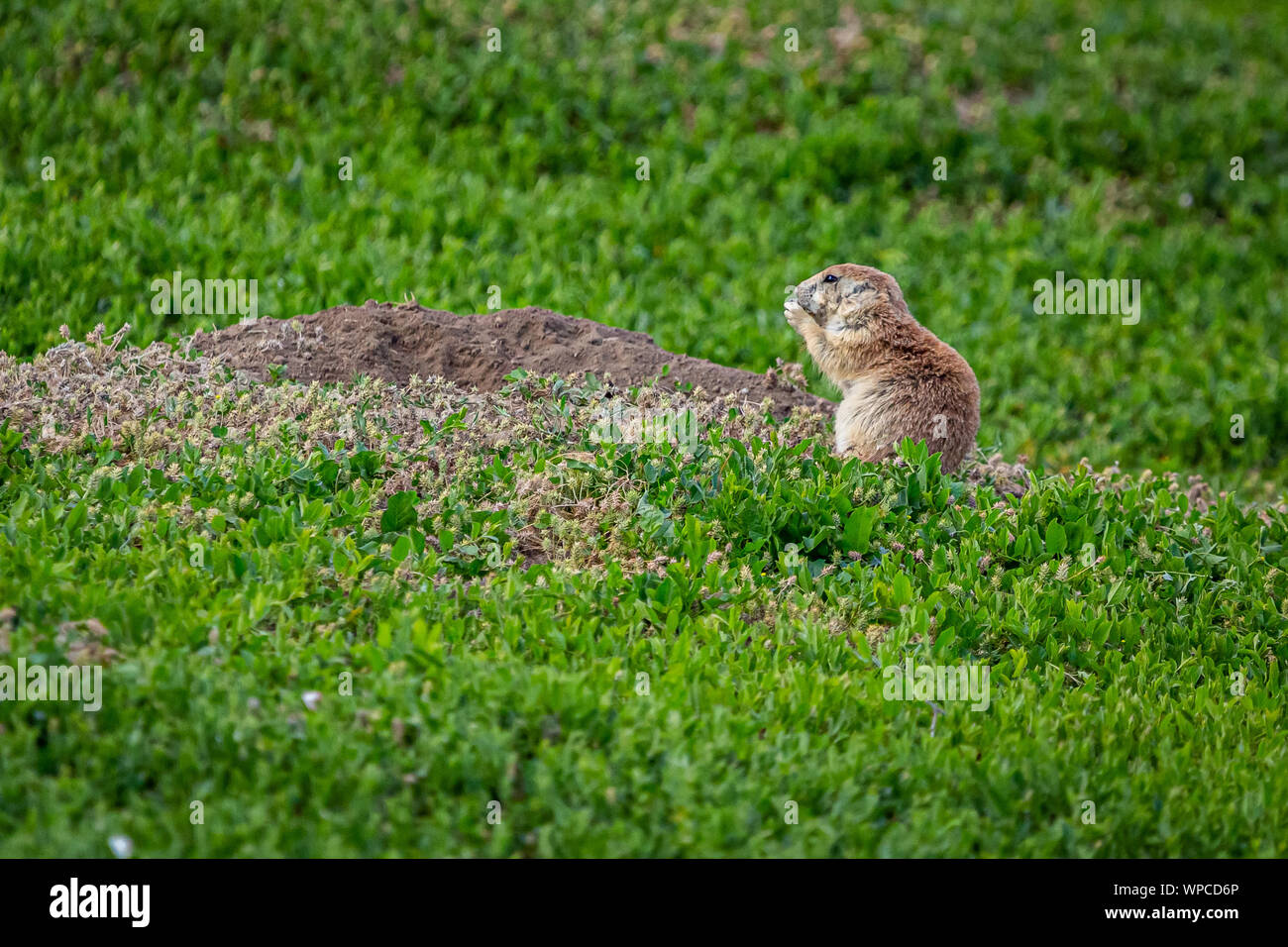 Prairie dogs stay alert for predators at their burrows along the Scenic ...