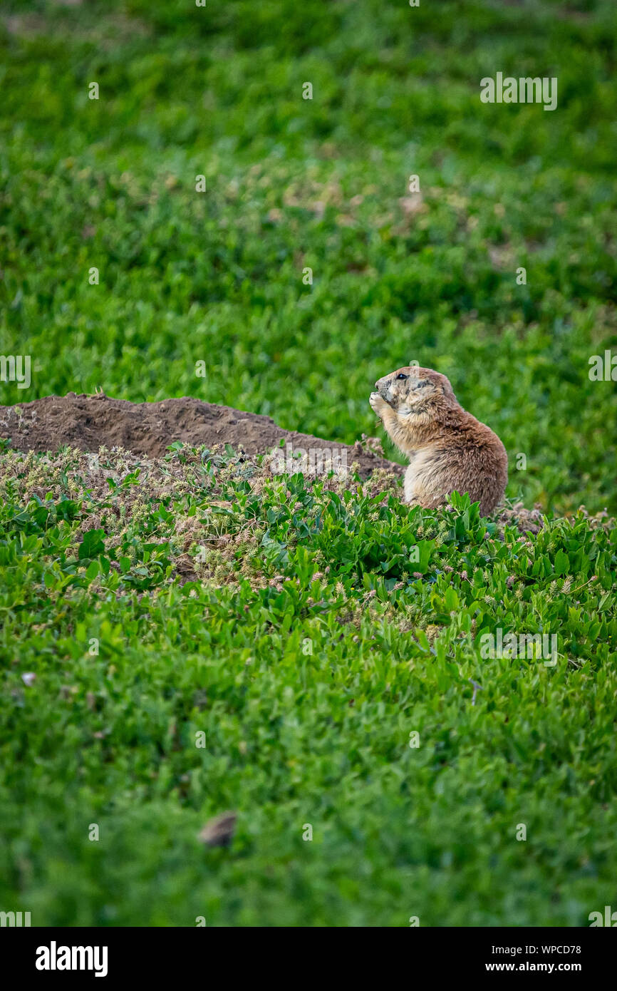 Prairie dogs stay alert for predators at their burrows along the Scenic ...