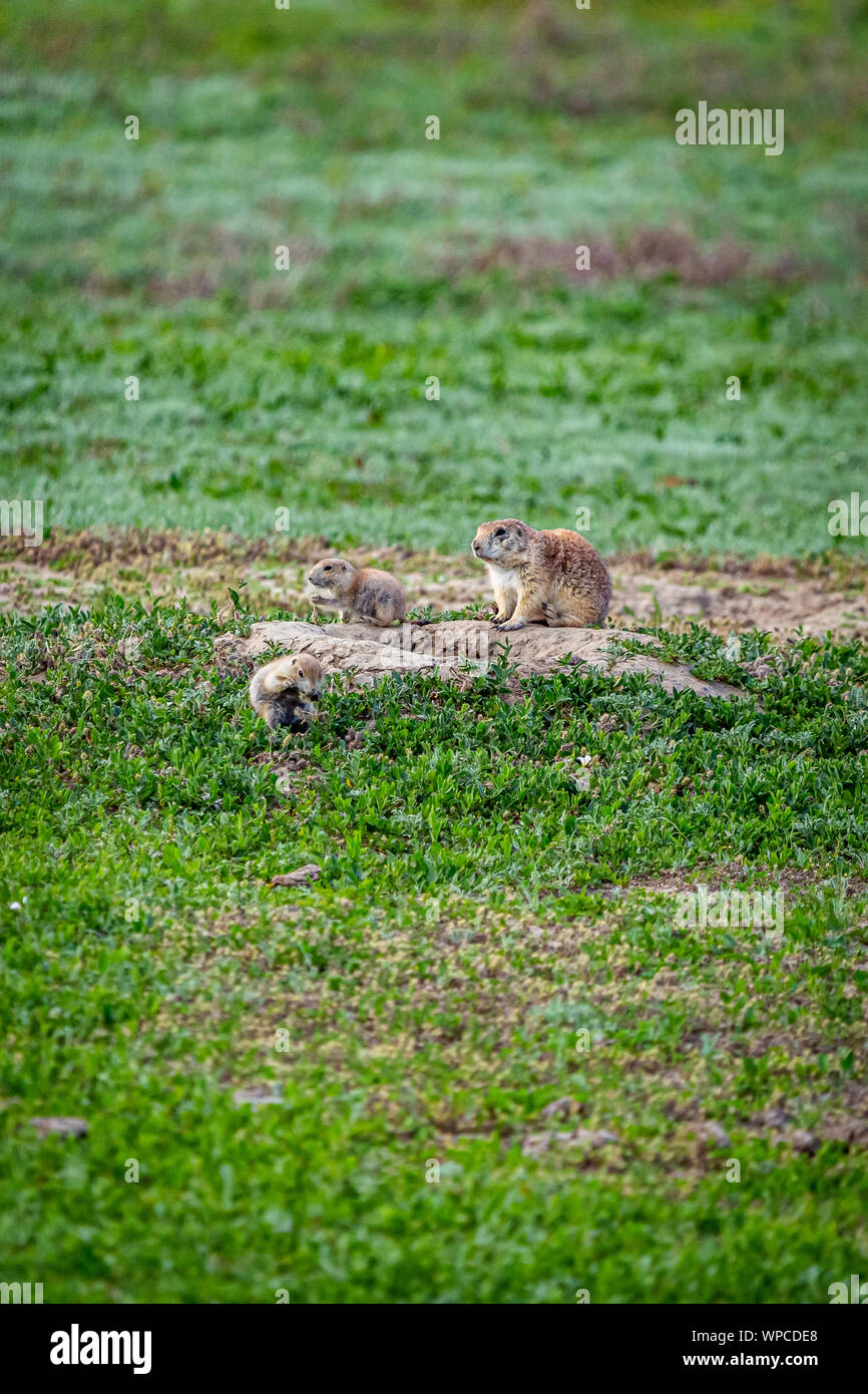 Prairie dogs stay alert for predators at their burrows along the Scenic ...