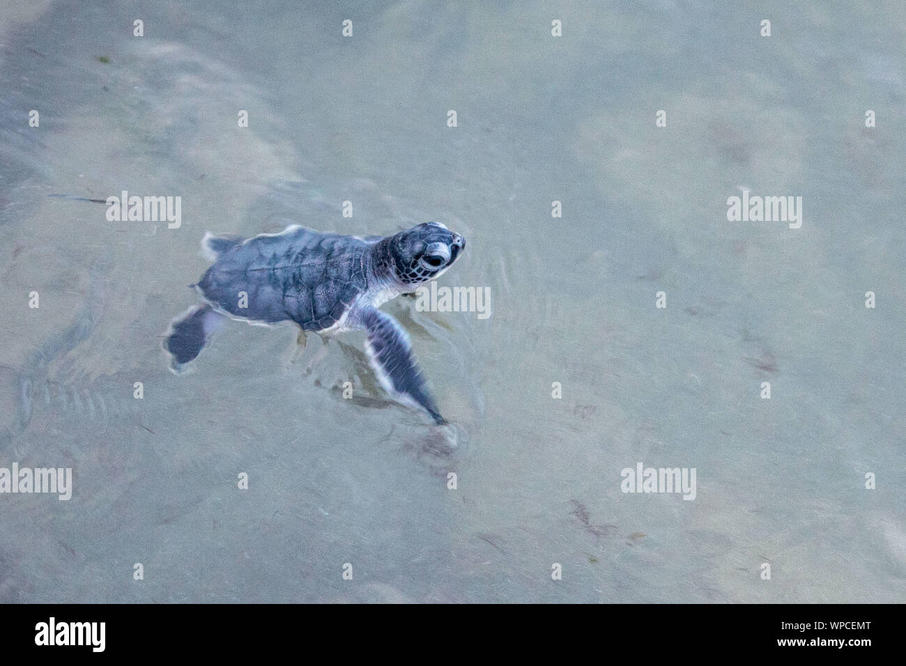 Nature mexico mexico turtle tortuga turtle turtle sea turtle che hi-res ...