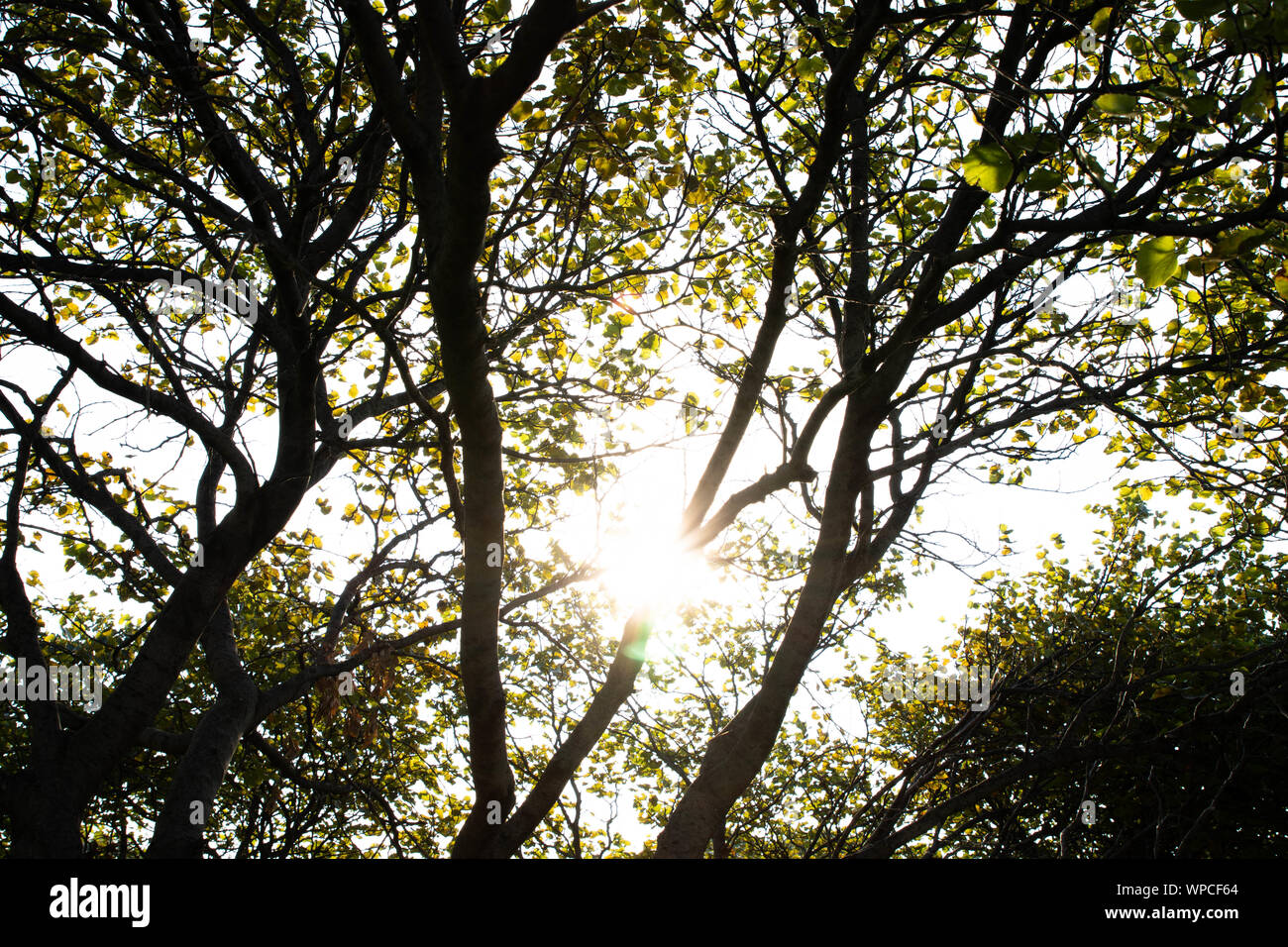Sunlight shining through leaves Stock Photo - Alamy