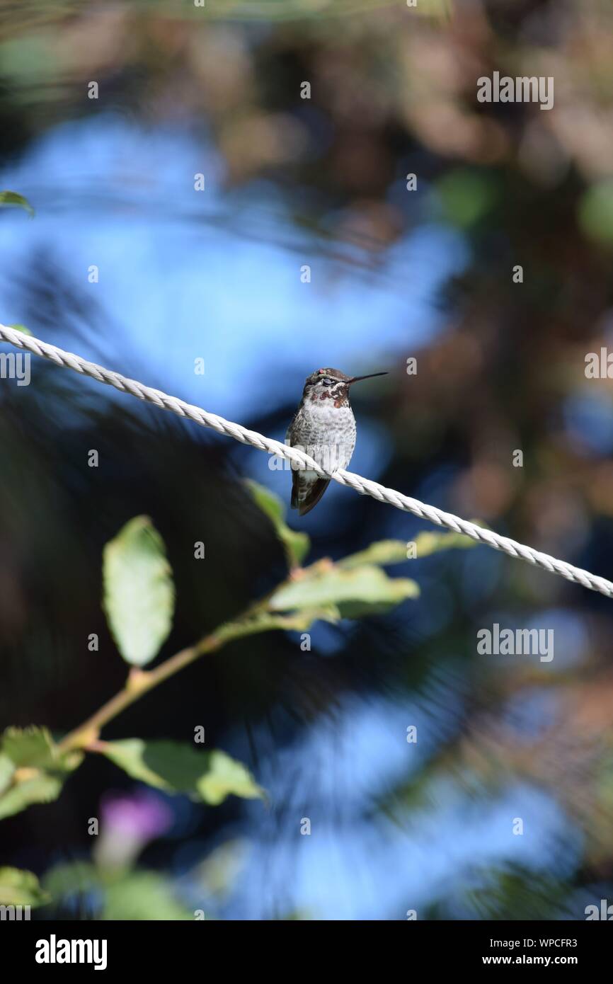 Blurred bird background hi-res stock photography and images - Alamy