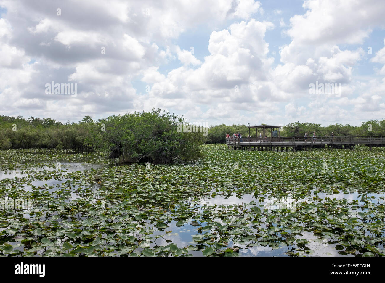 A scenic view over the wetlands in the Everglades National Park in ...