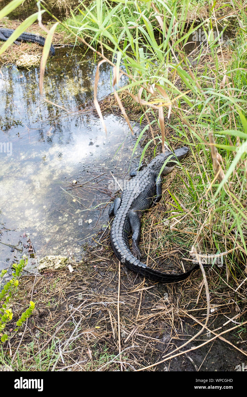 An American Alligator lounging in the wetlands along the Anhinga Trail ...