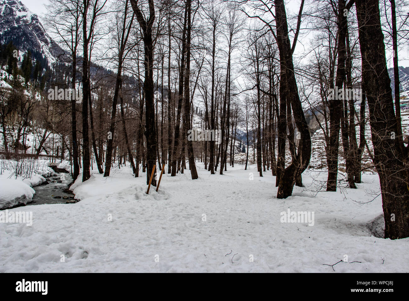 Snow at hills with tree and sky image is taken at manali india showing ...