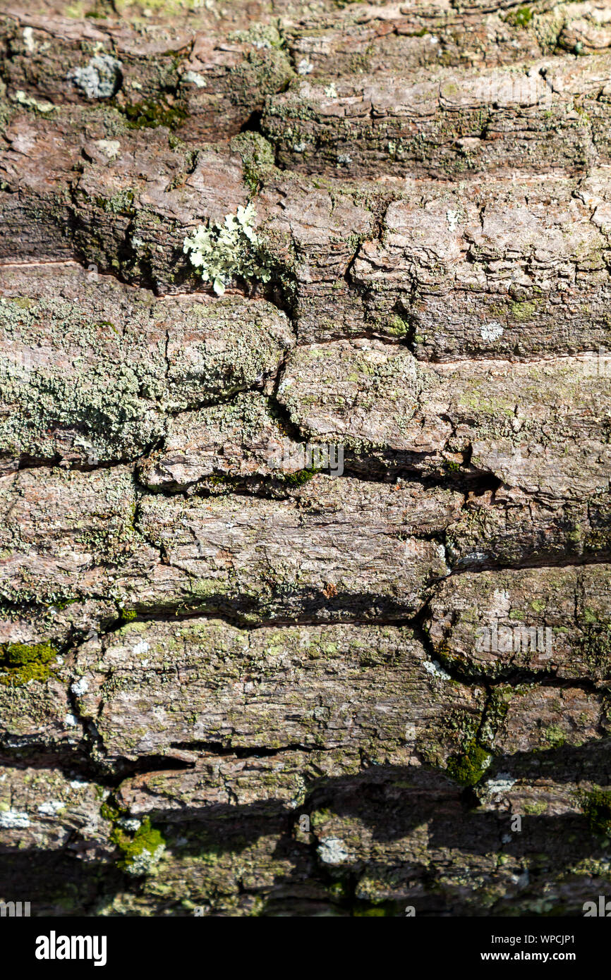 Old weathered and cracked tree bark background texture with moss Stock ...