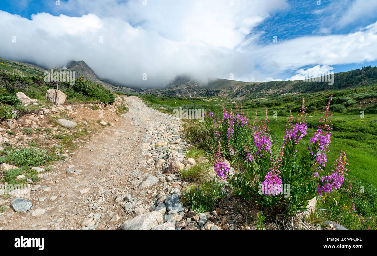 Dirt trail lined with colorful wildflowers in a panoramic Colorado ...