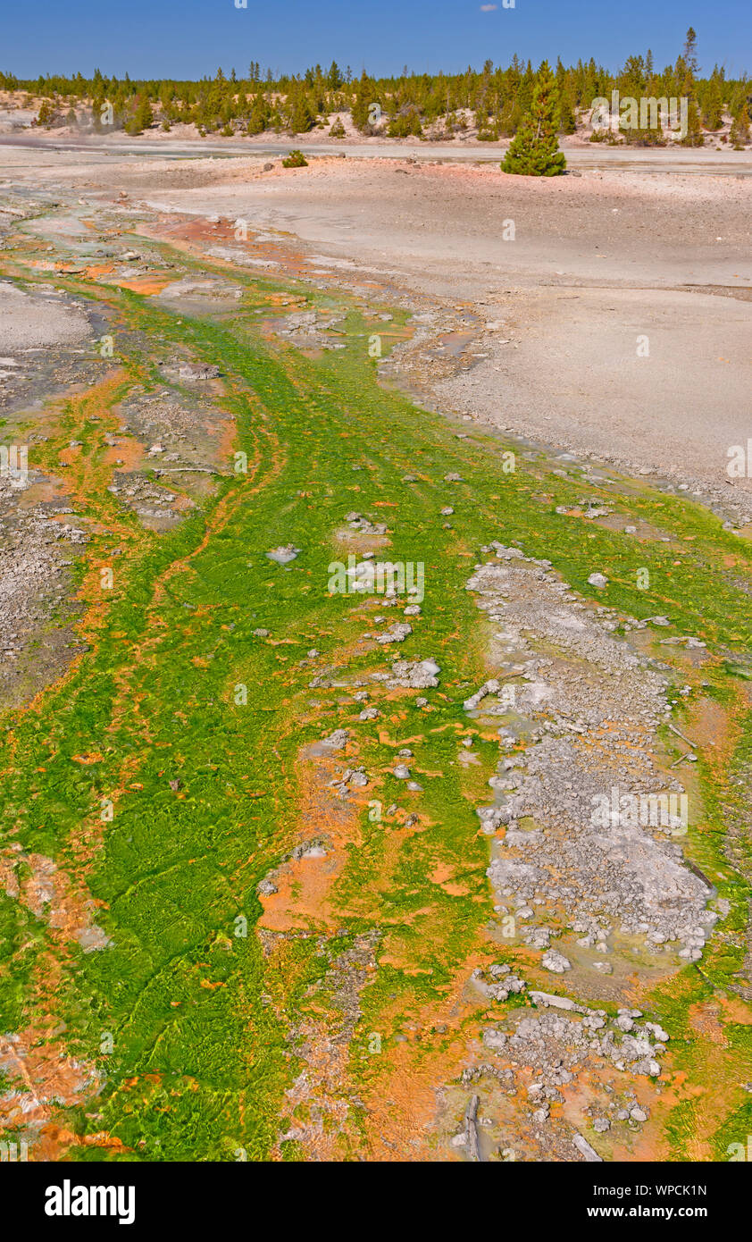 Colorful Bacteria and Algae in a hot water stream in the Norris Geyser ...