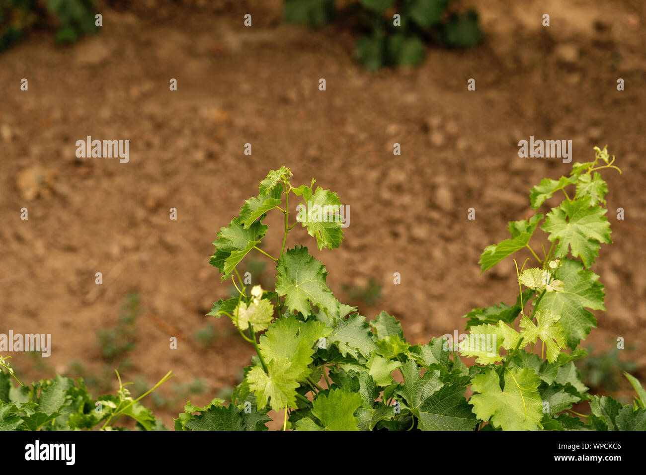 Vineyard and vines in early summer. Branch of vine leaves in vineyard ...