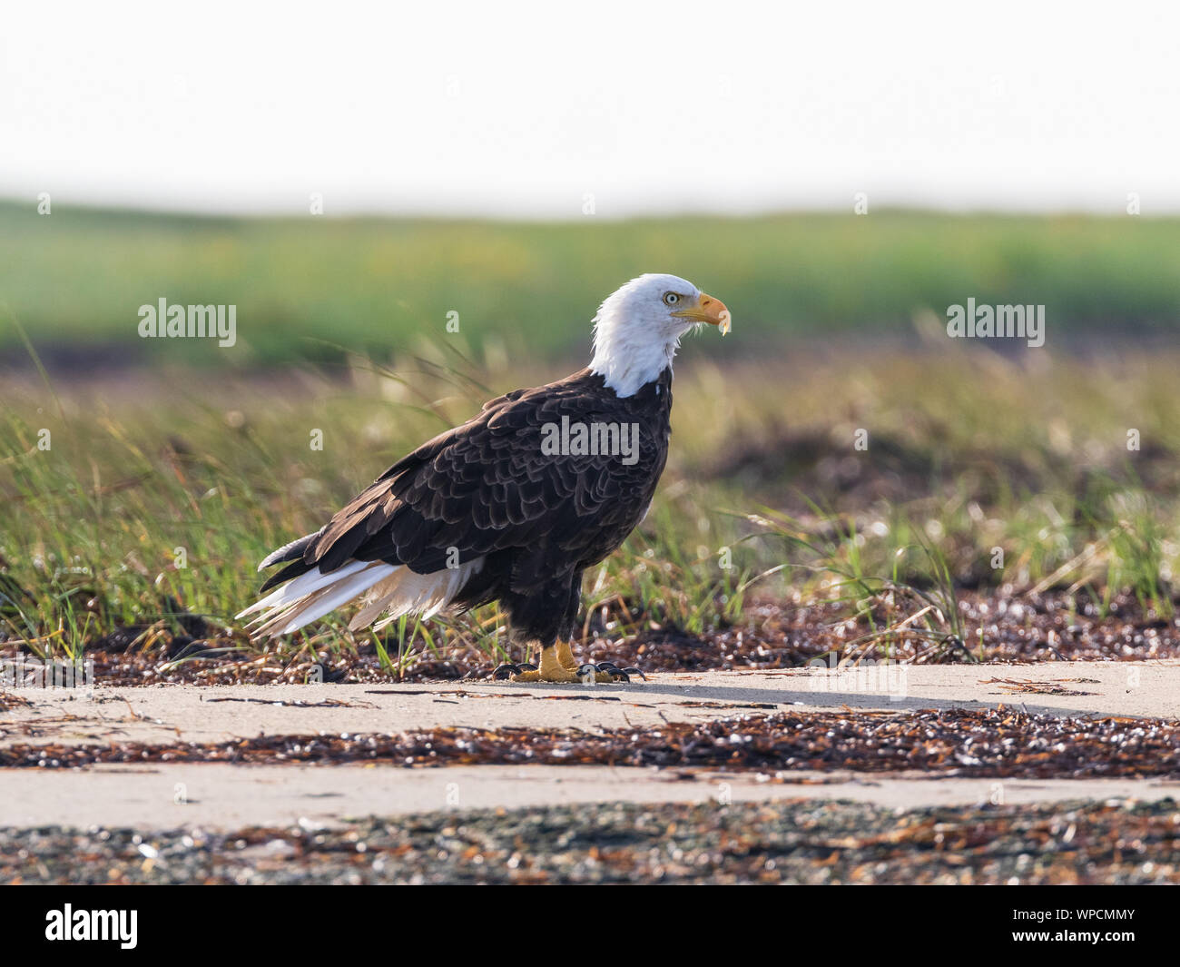 Bald eagle stands in sand dune surveys the surroundings in Kouchibougac ...