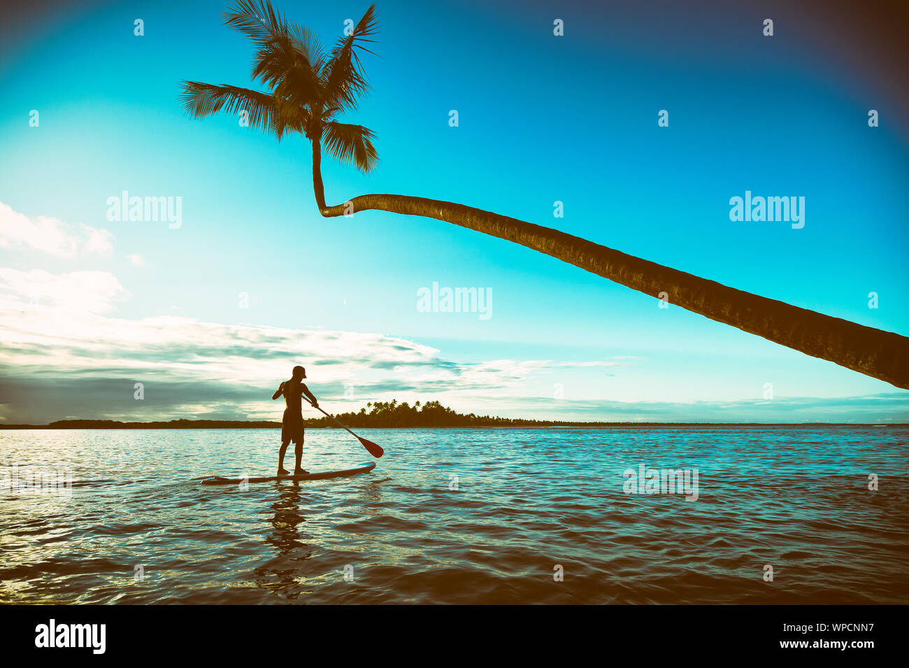 Scenic sunset view of paddle boarder gliding under slender palm tree ...