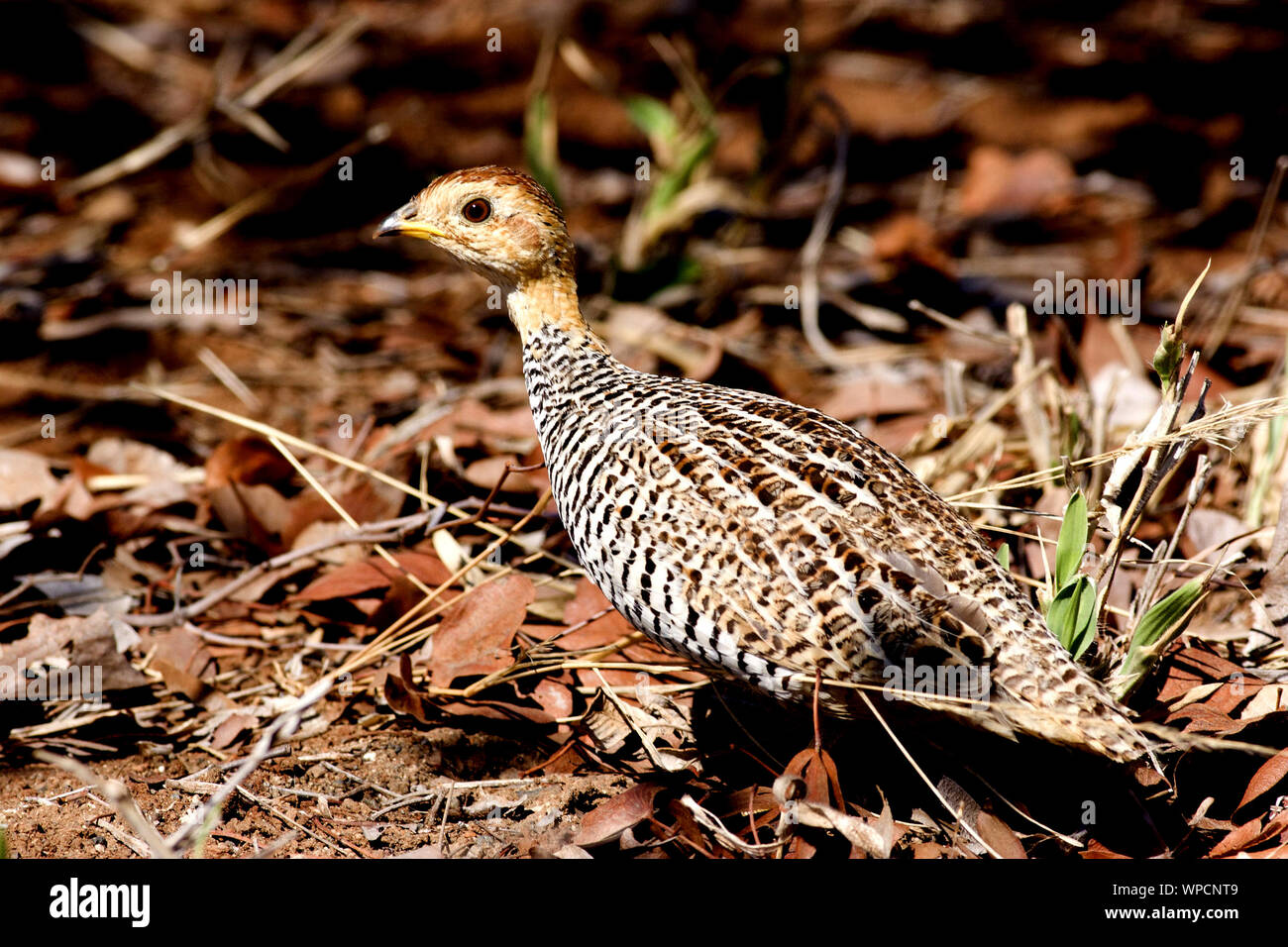 A multi-colored South Africa Game Bird Stock Photo - Alamy