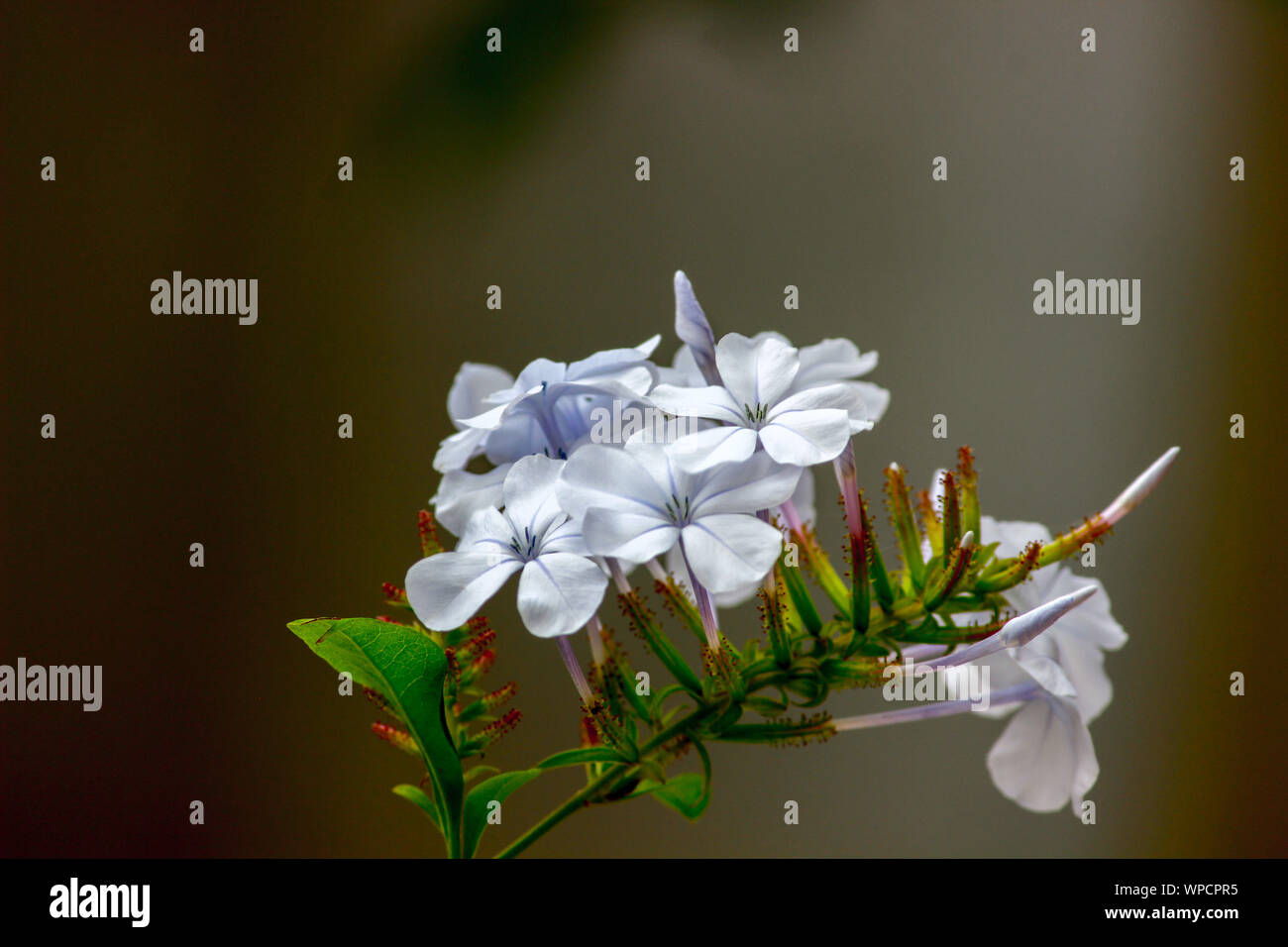 MILKY WHITE FLOWERS Stock Photo - Alamy