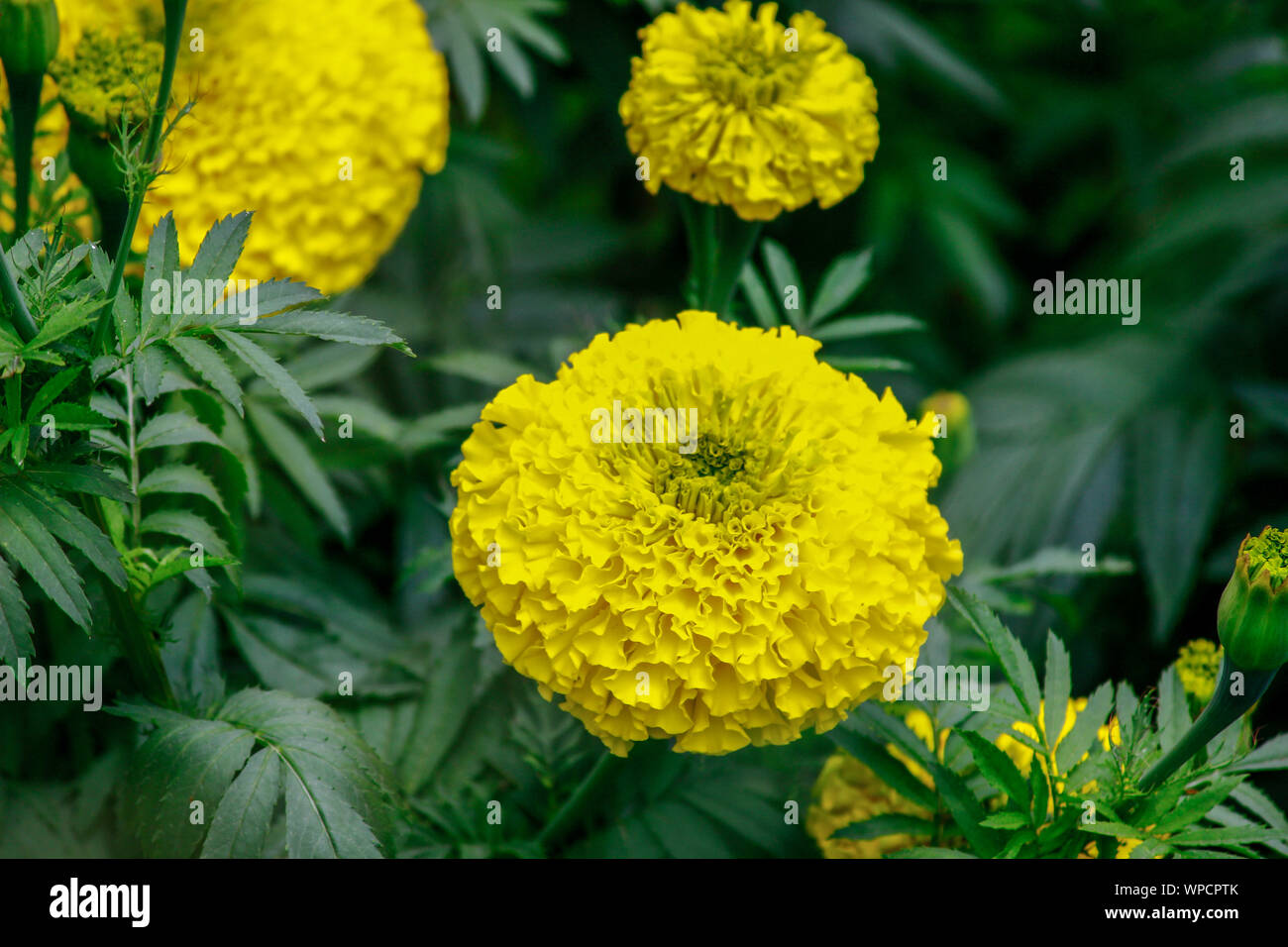 Lemon marigold hi-res stock photography and images - Alamy