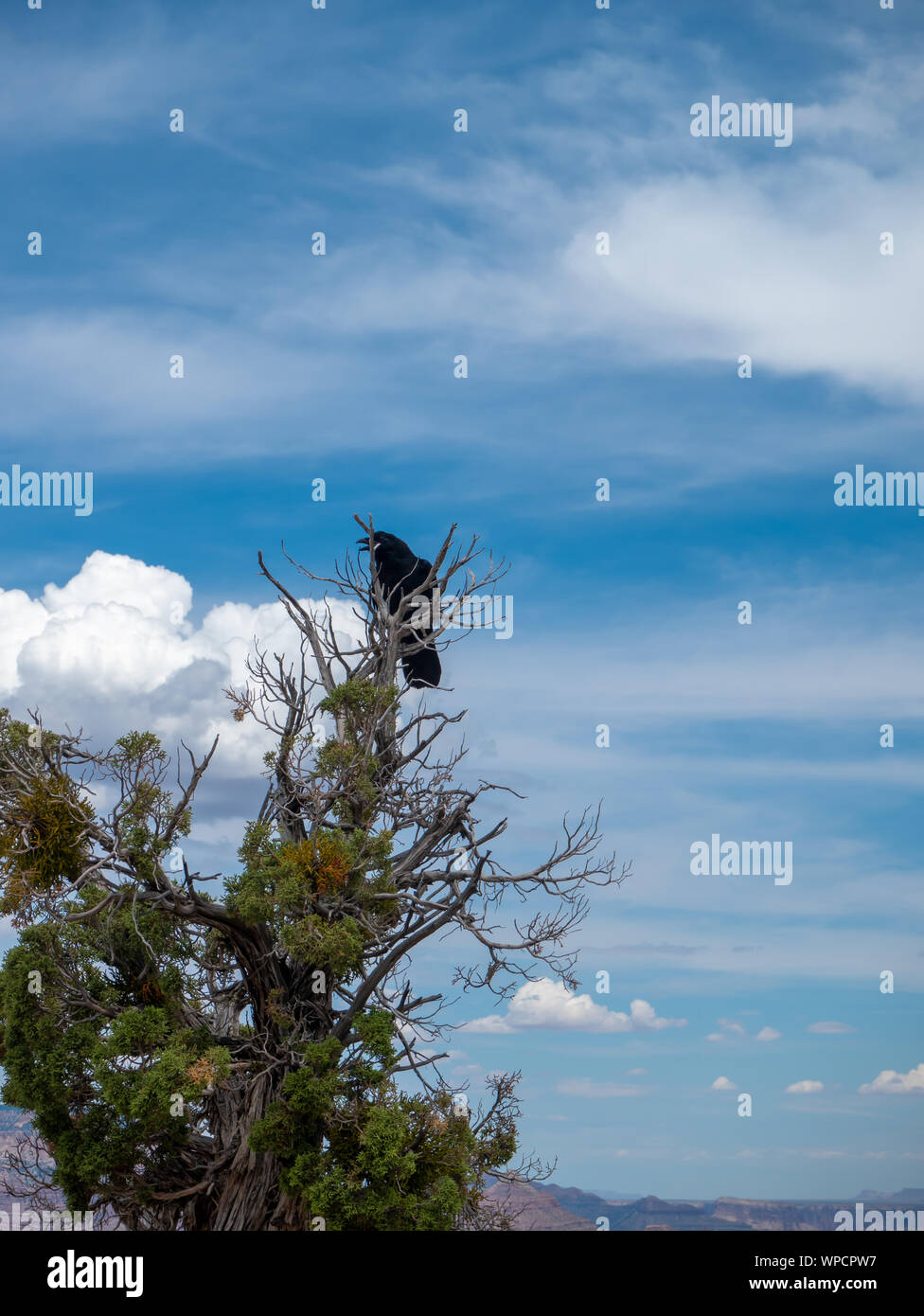 Raven and juniper hi-res stock photography and images - Alamy