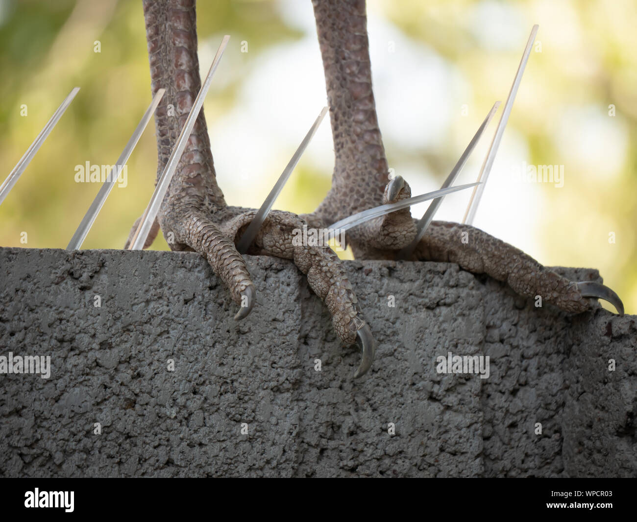Close up of a turkey standing on a concrete wall with plastic pigeon ...