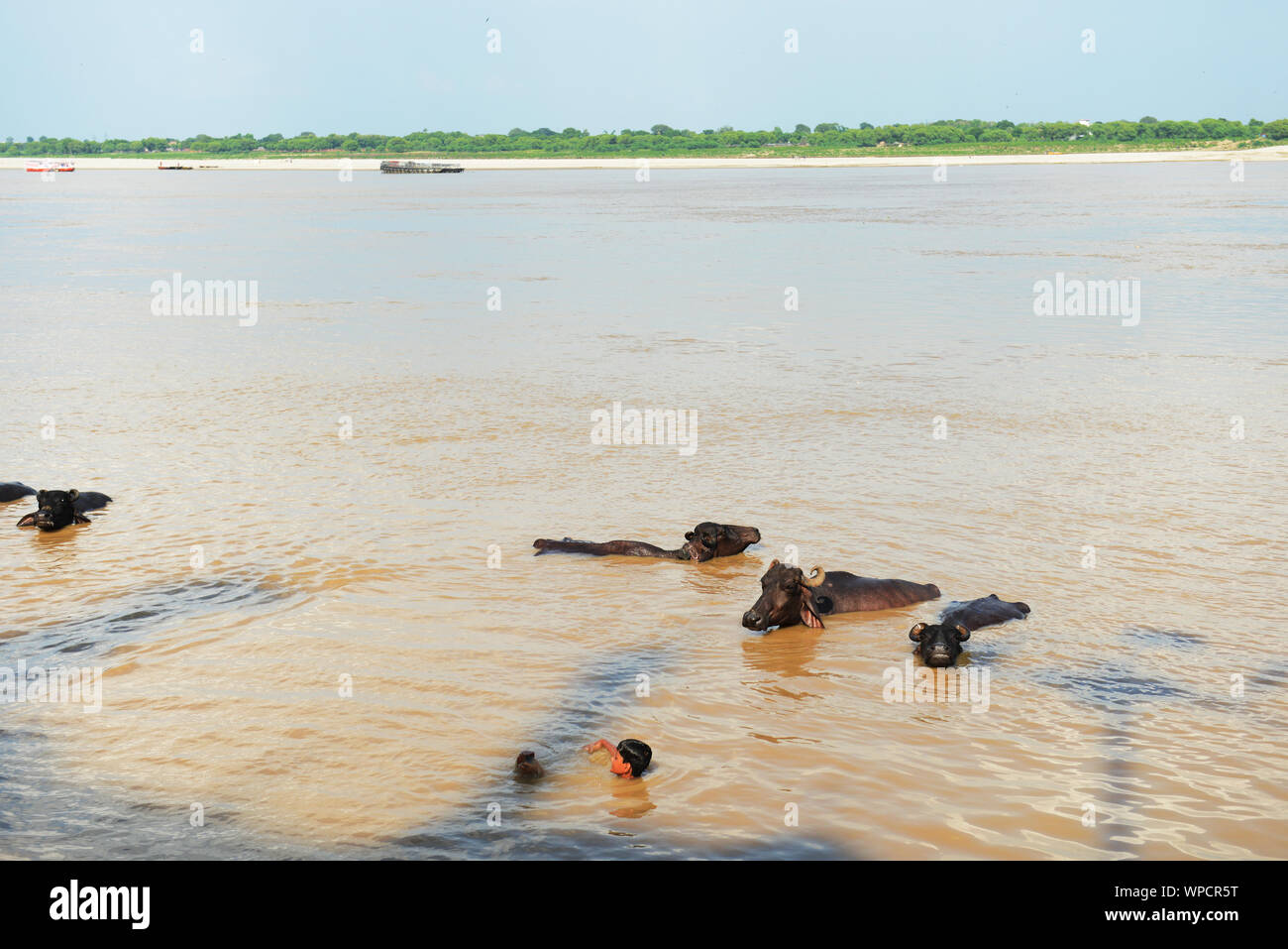 A boy and his water buffaloes bathing in the Ganges river in Varanasi ...