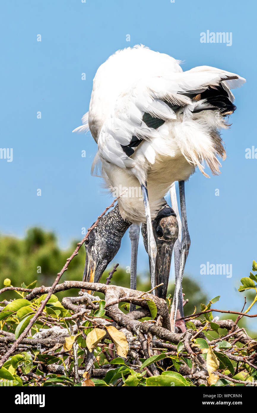 Wood Storks During Nesting Season at Wakodahatchee Wetlands Stock Photo ...