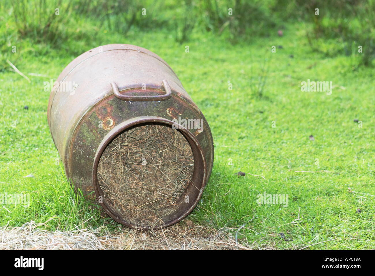 An old milk barrel laying on its side on grass filled with hay with ...