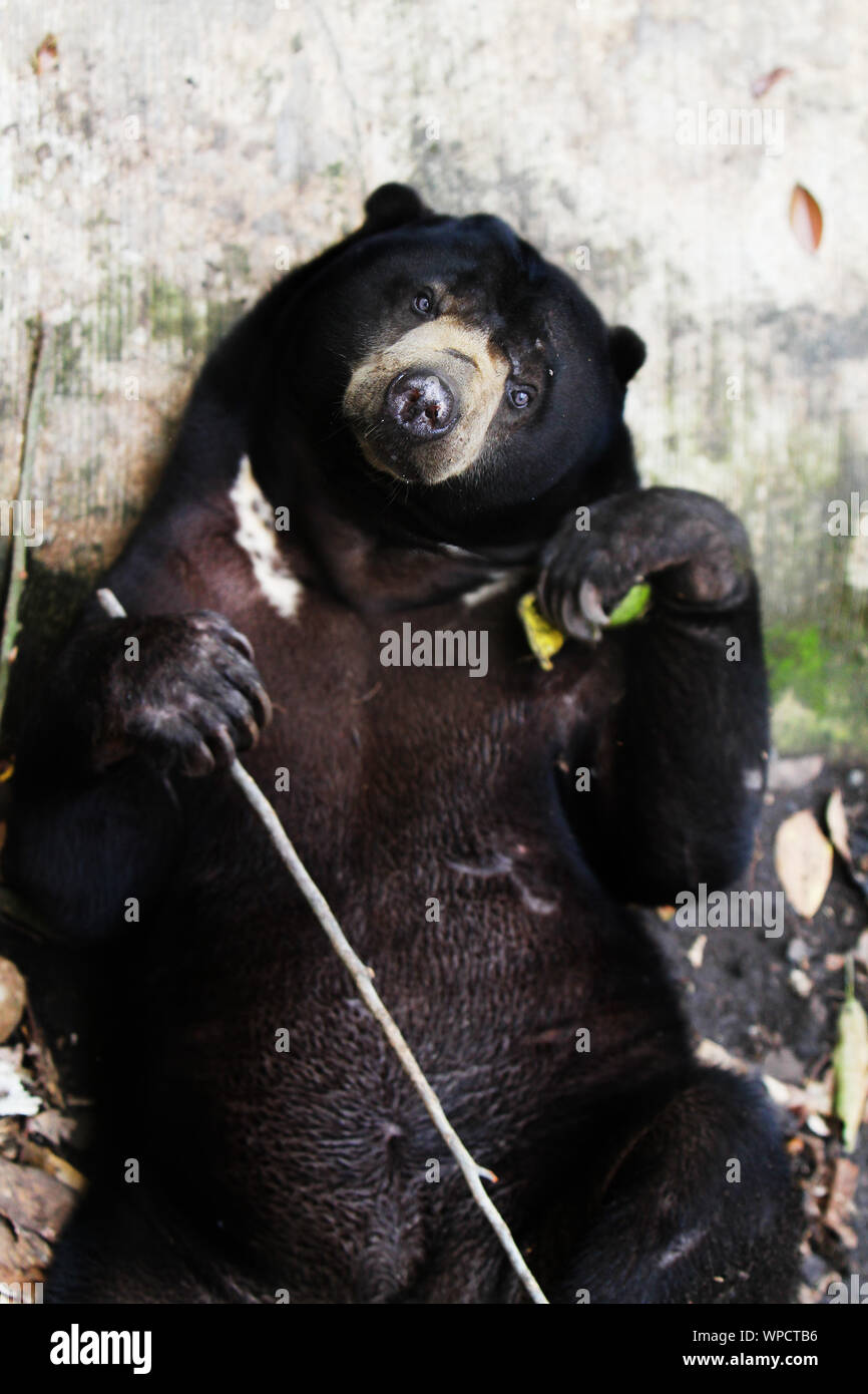 Funny beast hi-res stock photography and images - Alamy