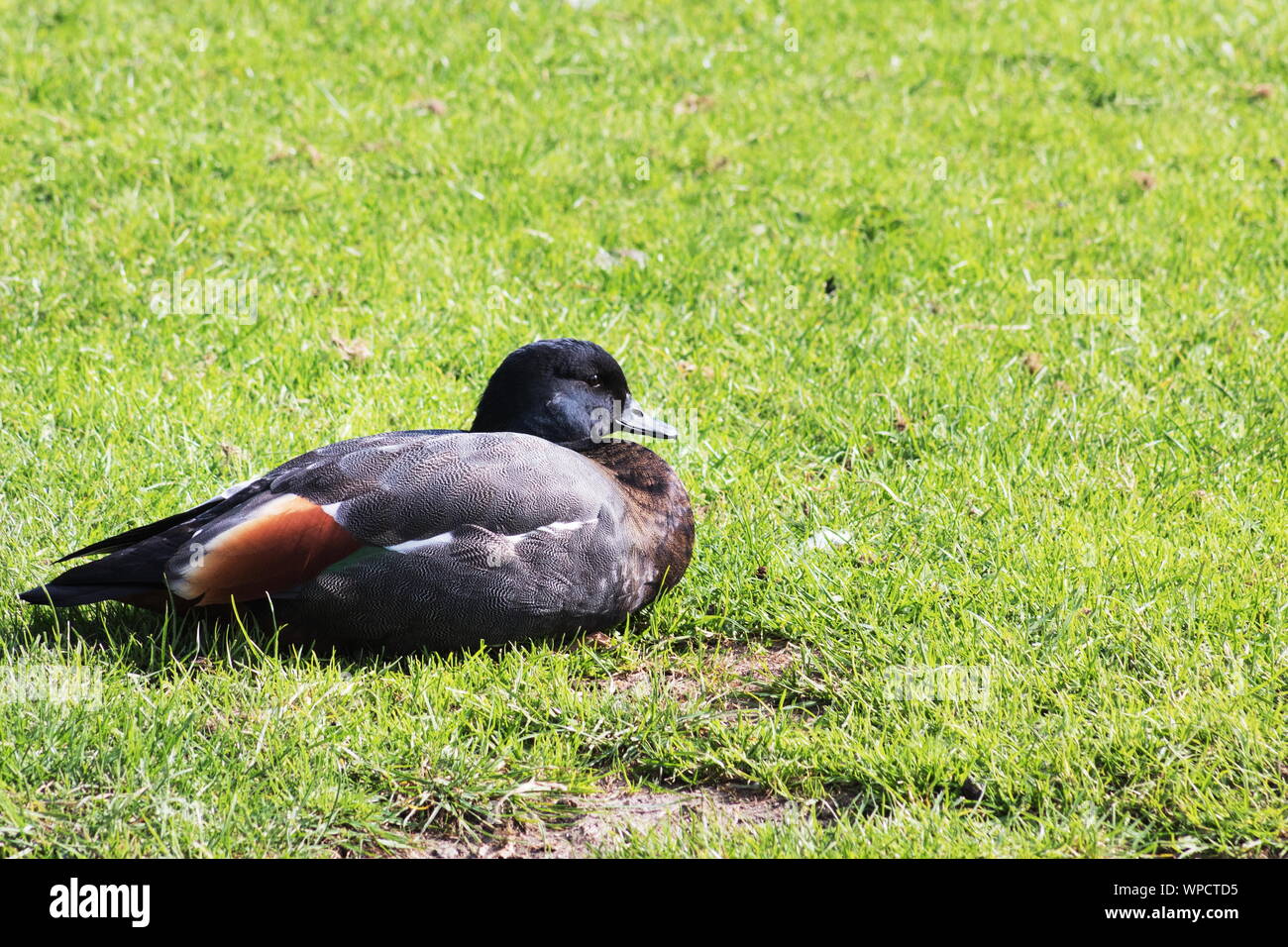 Closeup image of a female Paradise Shelduck - Tadorna variegata - with ...