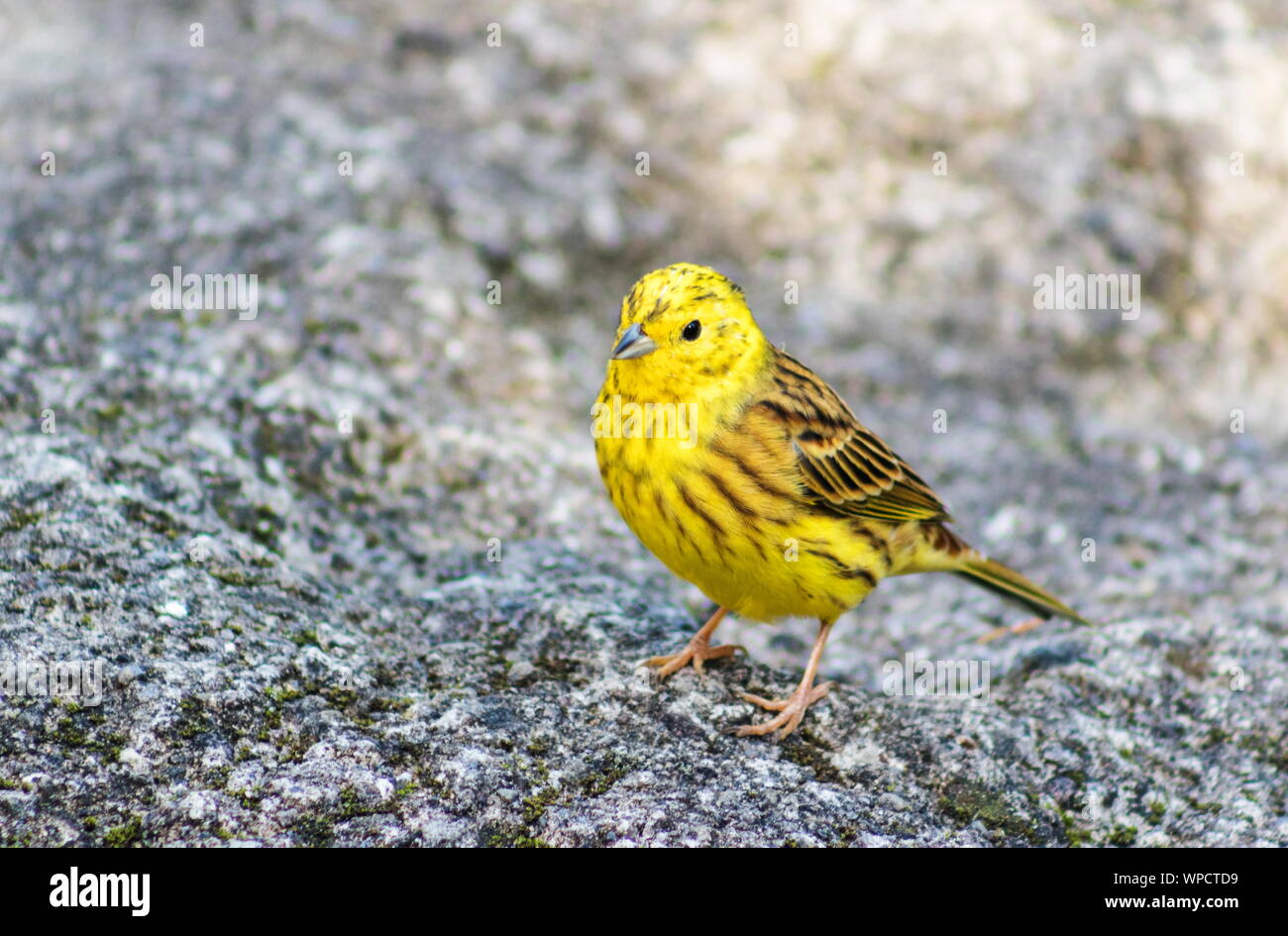 Yellowhammer image hi-res stock photography and images - Alamy
