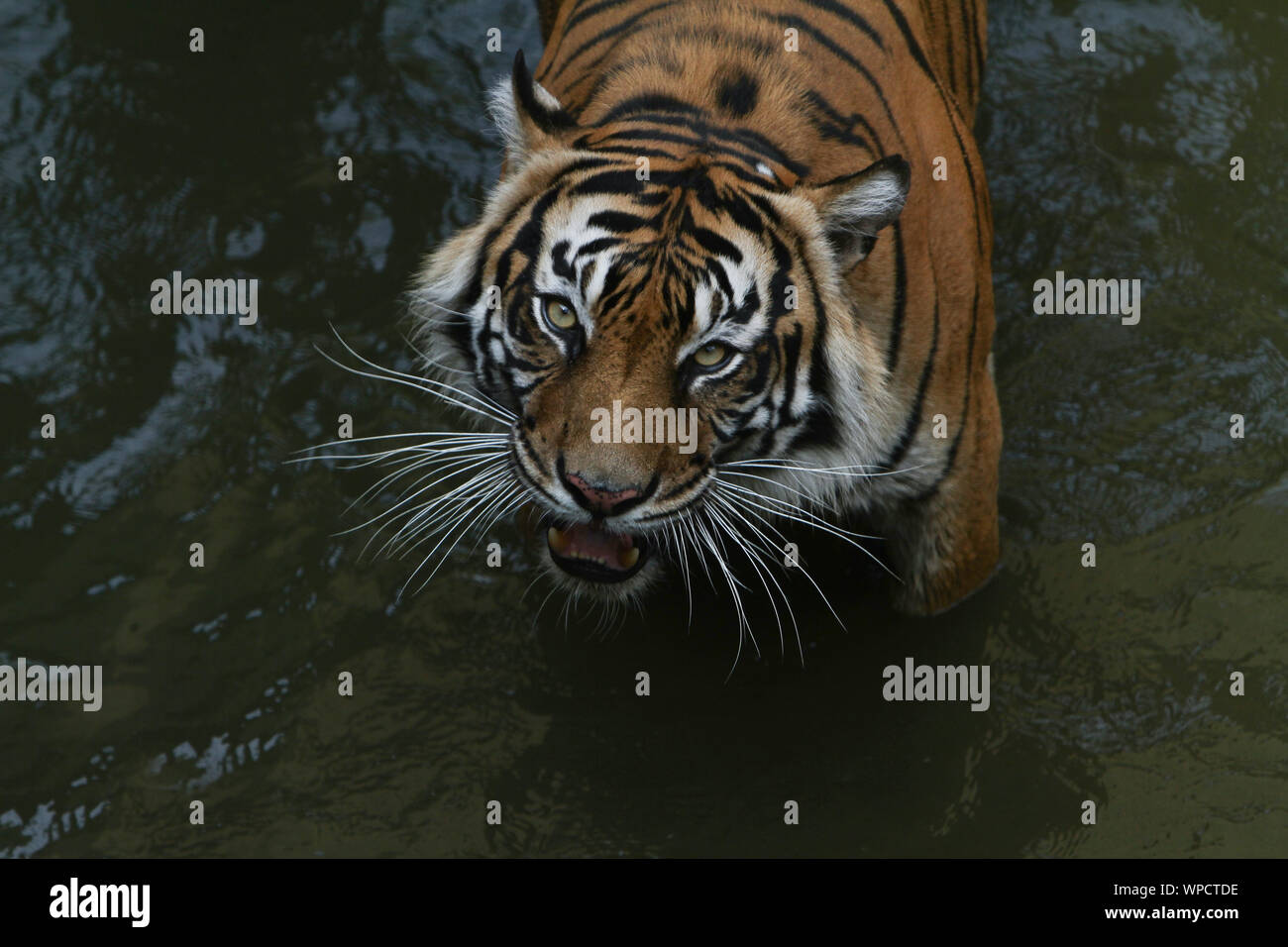 Mustache guard hi-res stock photography and images - Alamy