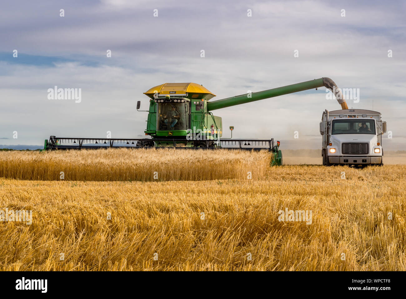Swift Current, SK, Canada- Sept 8, 2019: Combine unloading wheat into ...