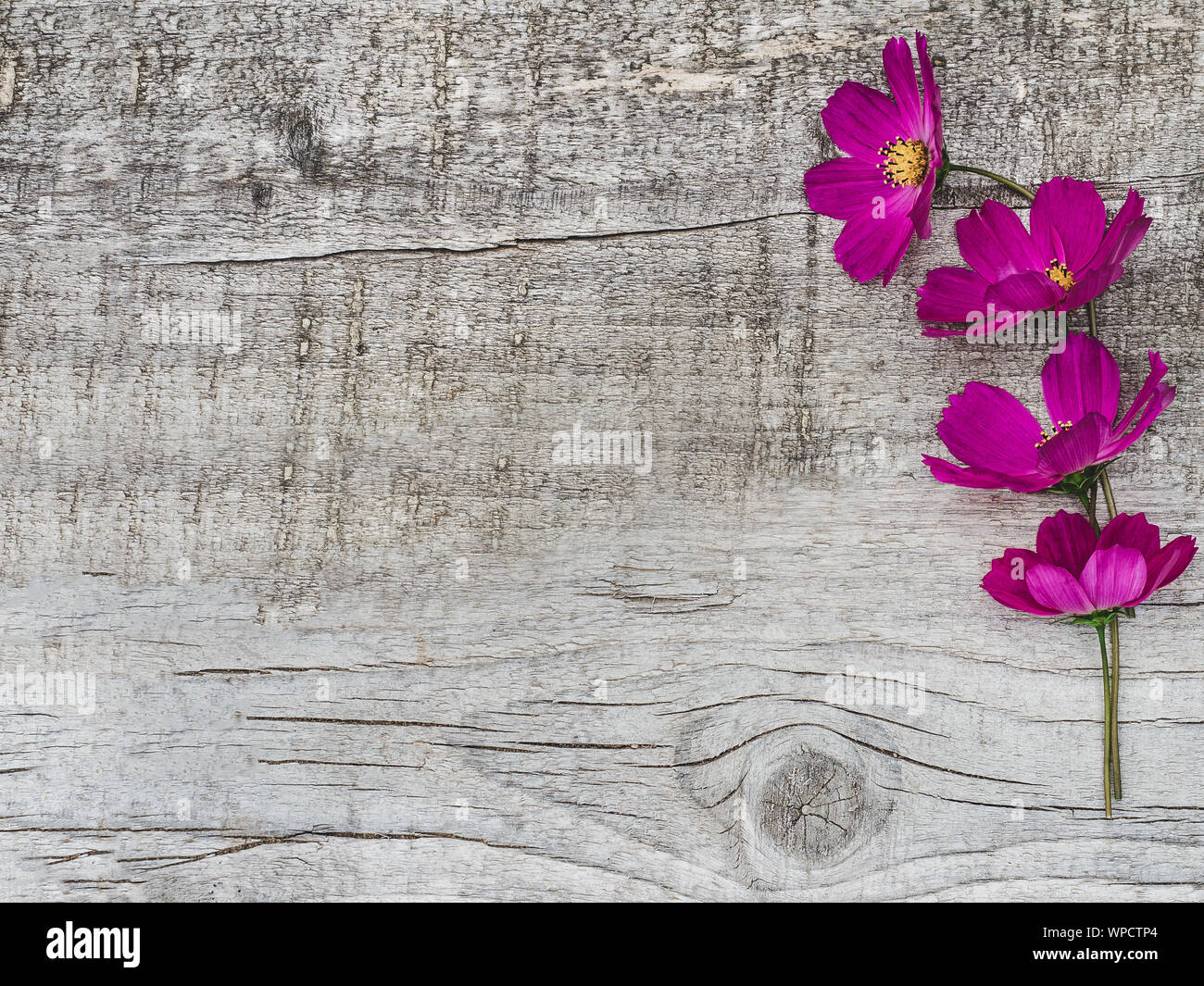 Beautiful bright flowers lying on unpainted boards Stock Photo - Alamy