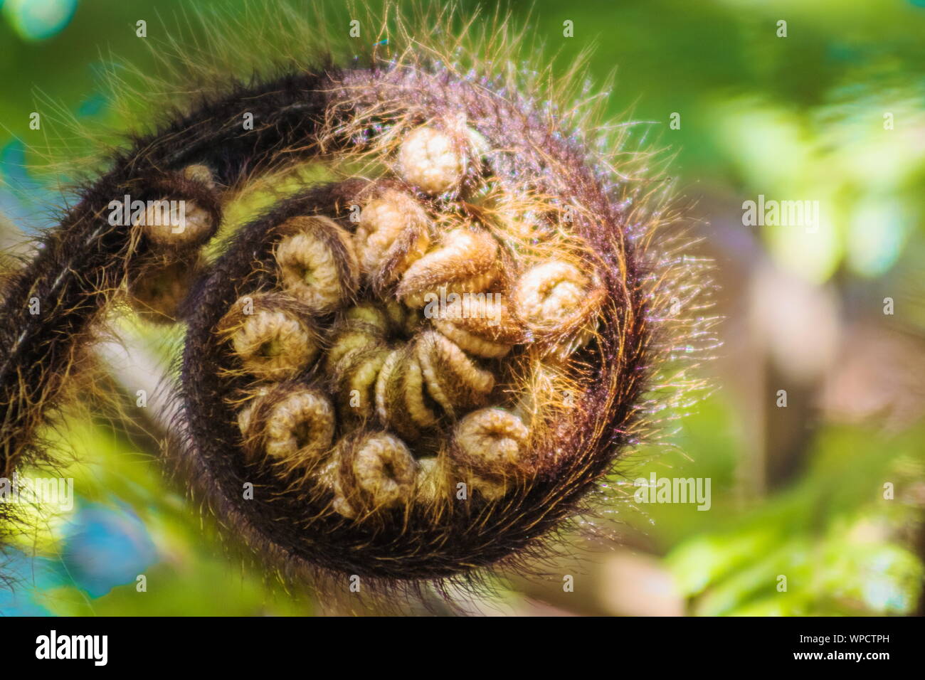 New zealand fern koru hi-res stock photography and images - Alamy