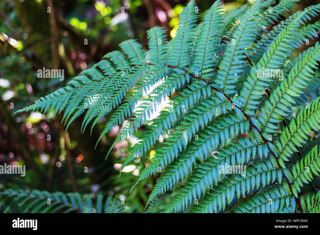 Background image of a close up New Zealand Silver Fern frond Stock ...