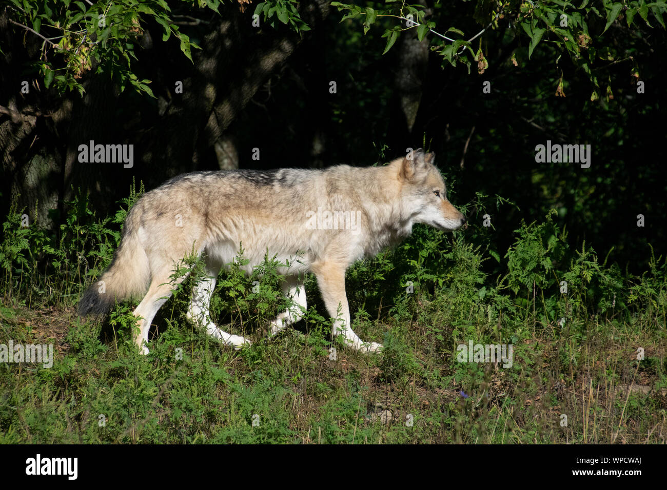 A Timber Wolf walking Stock Photo - Alamy