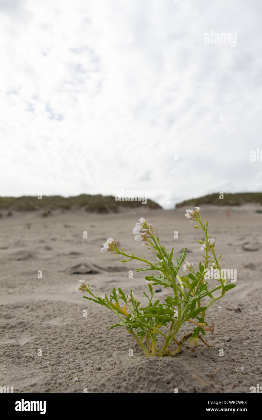 Small flower patch growing in the sand at the beach of Nes, Ameland ...