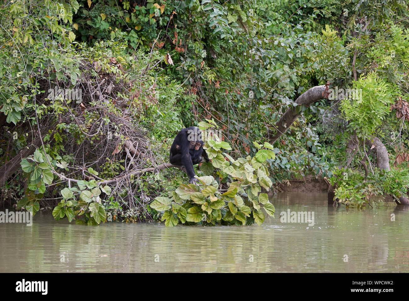 Chimpanzee in its natural habitat on Baboon Islands in The Gambia Stock ...