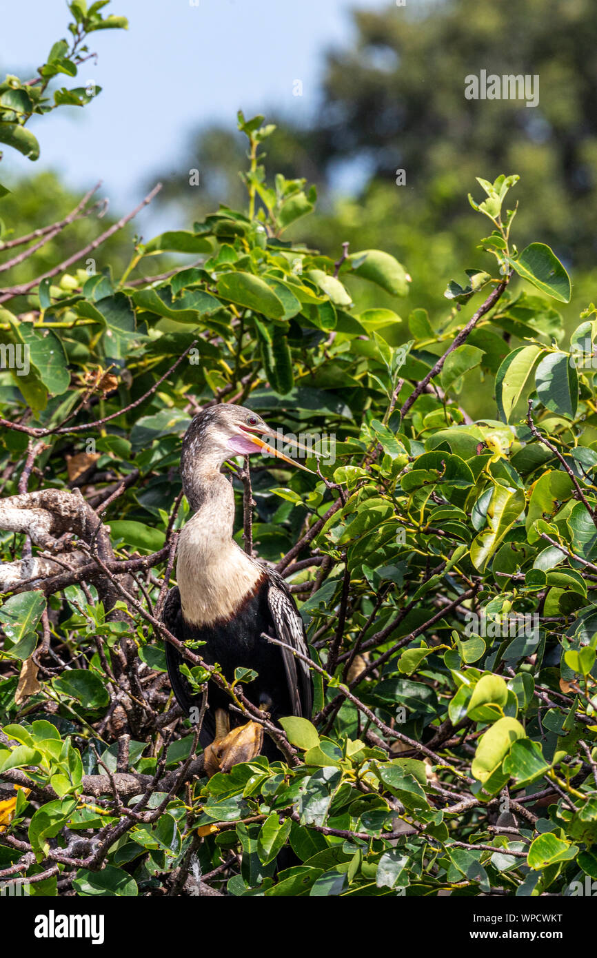 Anhinga at Wakodahahtchee Wetlands during nesting season Stock Photo ...