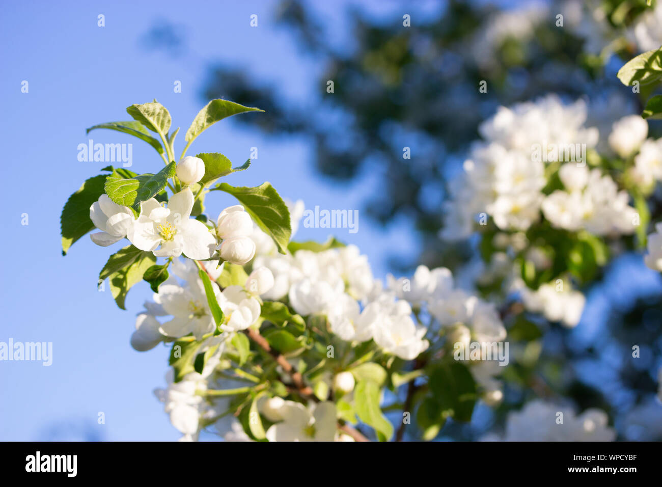 white flowers in spring in warm sunlight Stock Photo - Alamy
