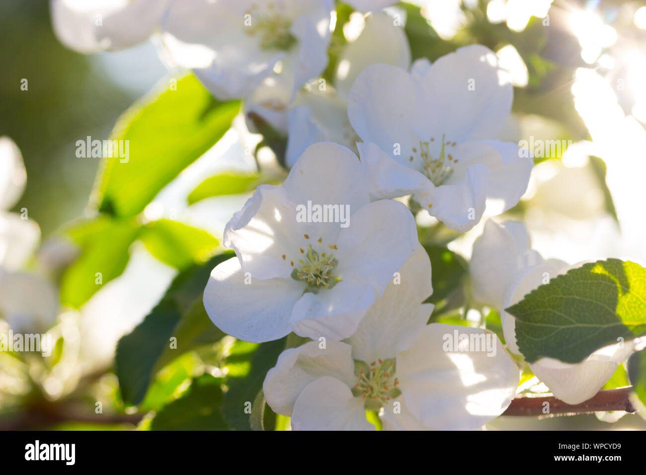 white flowers in spring in warm sunlight Stock Photo - Alamy