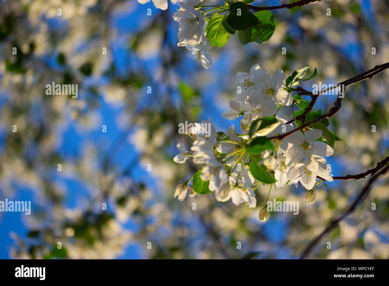 white flowers in spring in warm sunlight Stock Photo - Alamy