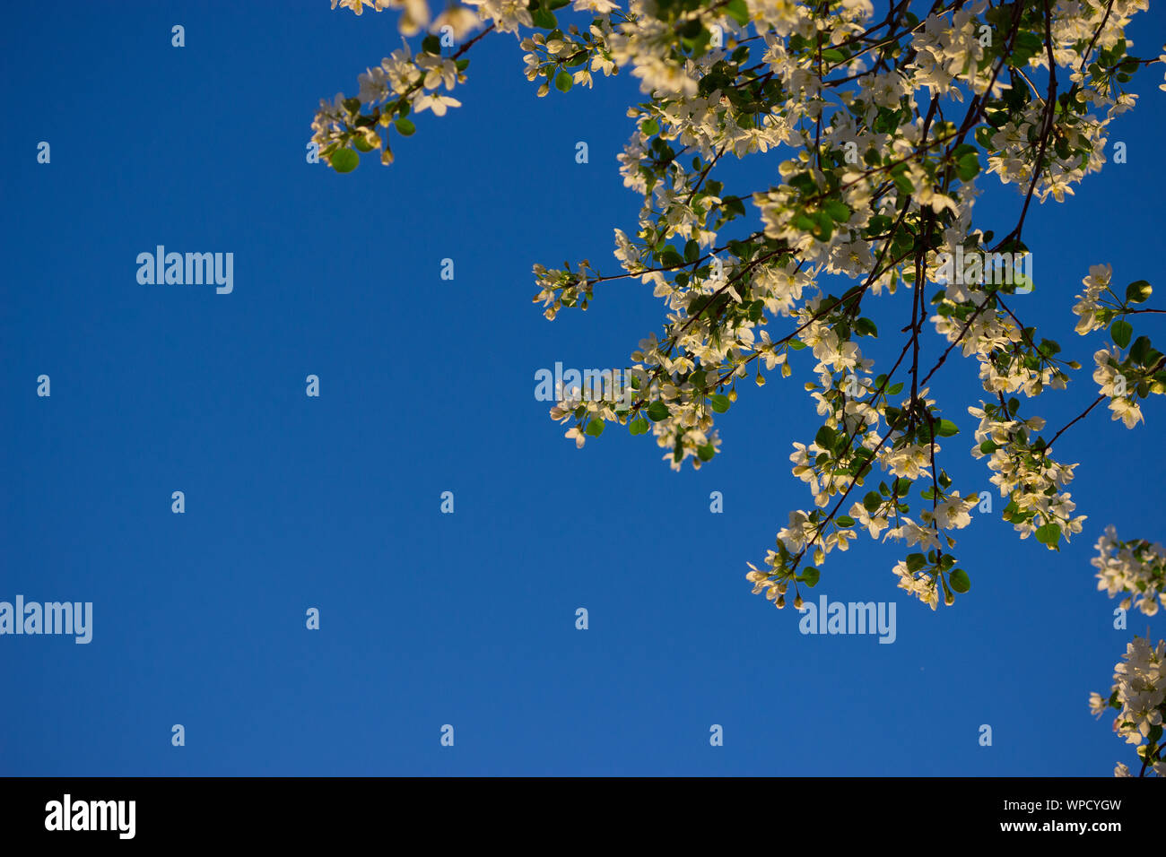 white flowers in spring in warm sunlight Stock Photo - Alamy