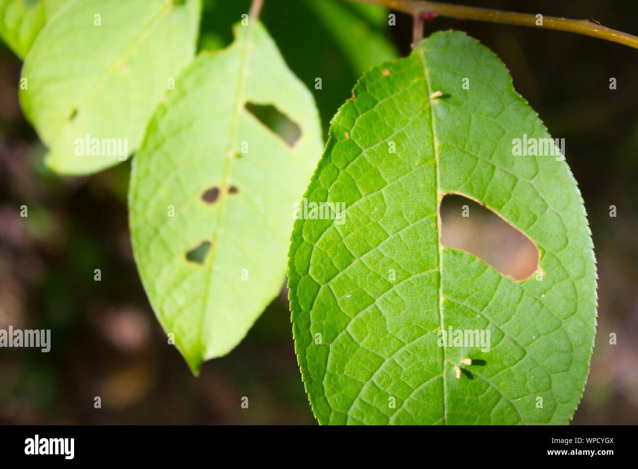 Leaves eaten by some insect. Leaves with holes Stock Photo - Alamy