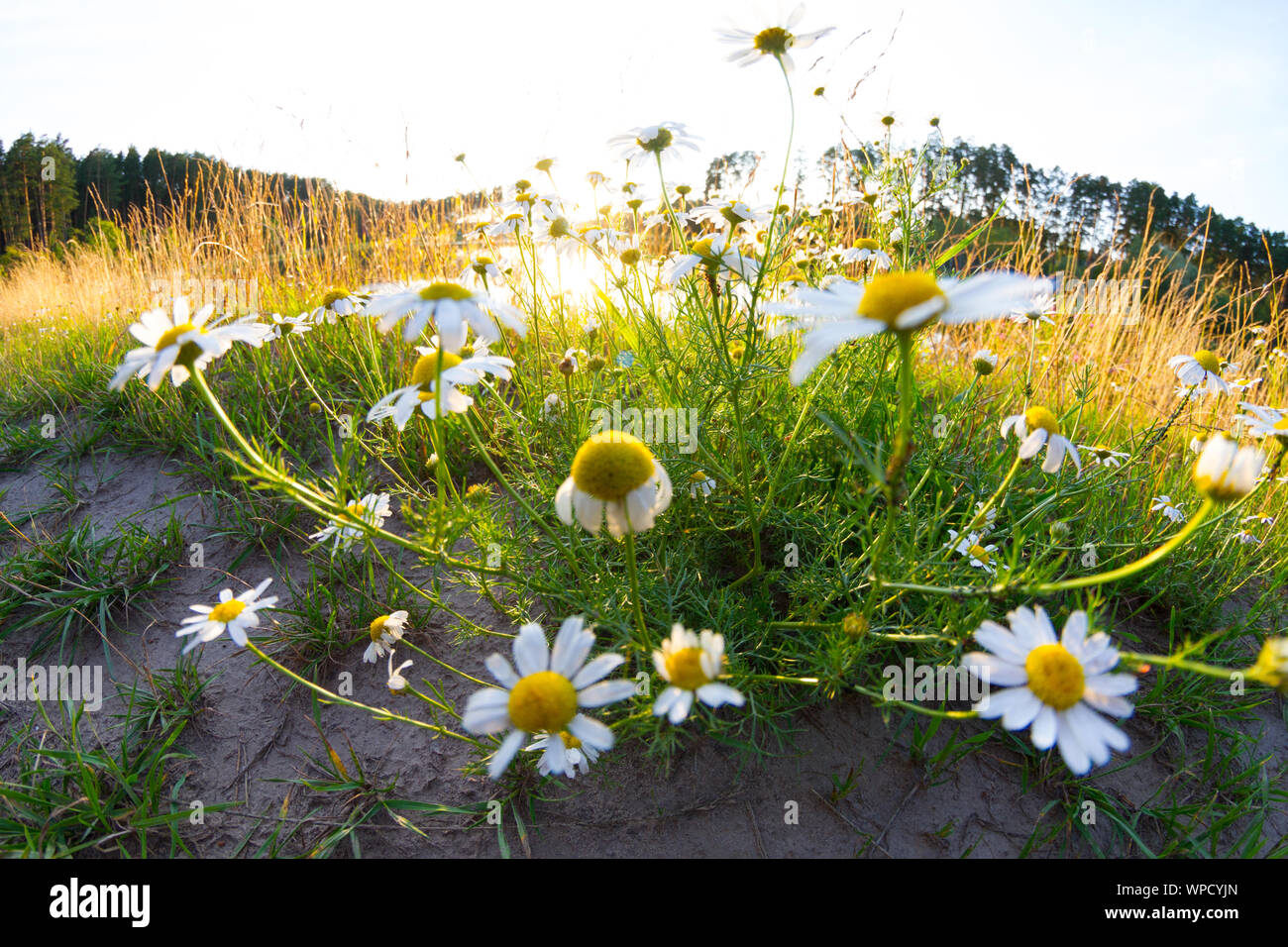 Field of camomiles at sunny day at nature Stock Photo - Alamy