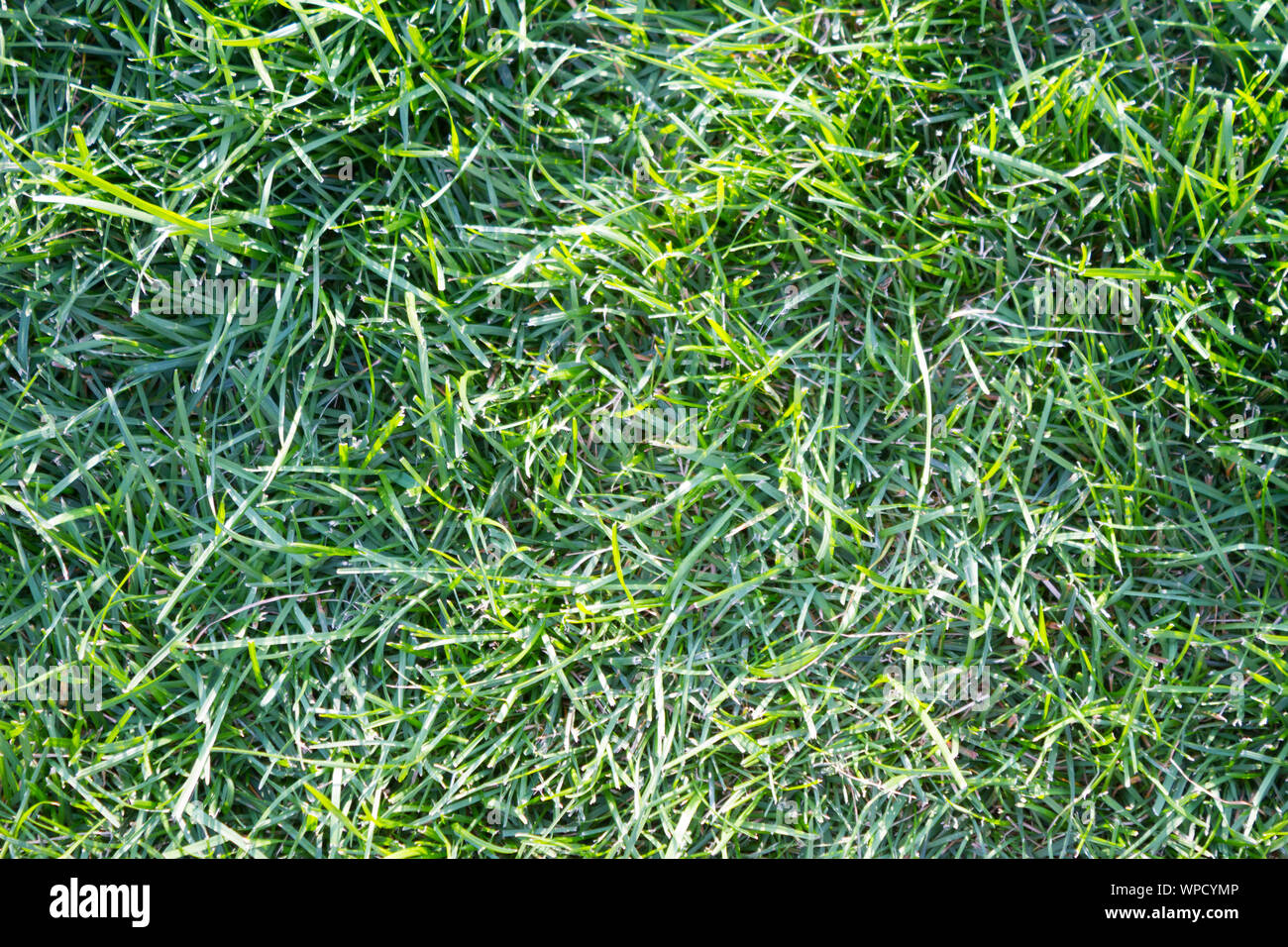 shot of green grass texture.. Spring grass Stock Photo - Alamy