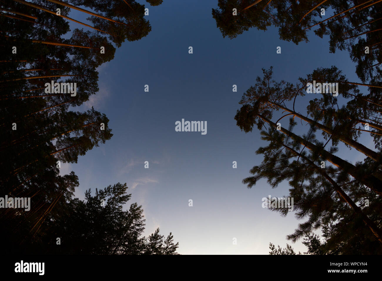 tops of pine trees. Fish eye lens Stock Photo - Alamy