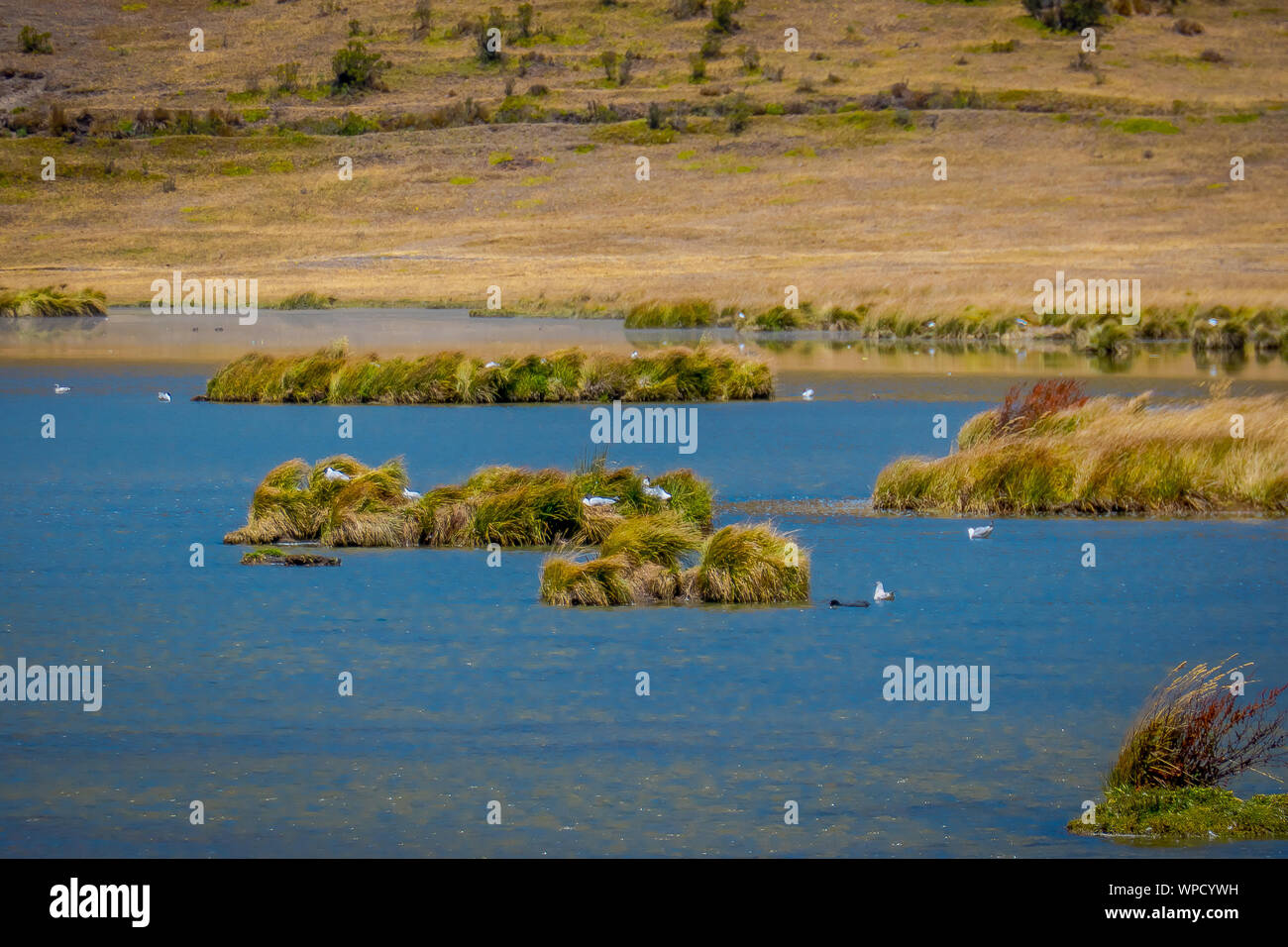 Shore of the lake Limpiopungo located in Cotopaxi national park ...