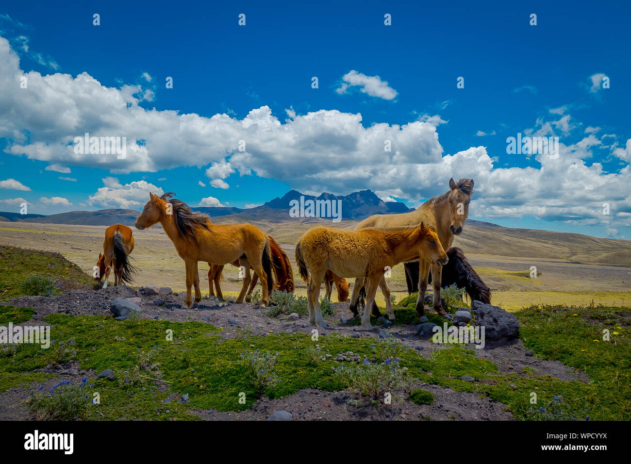 Wild horses in the Andes Mountains, wandering and grazing on fresh ...